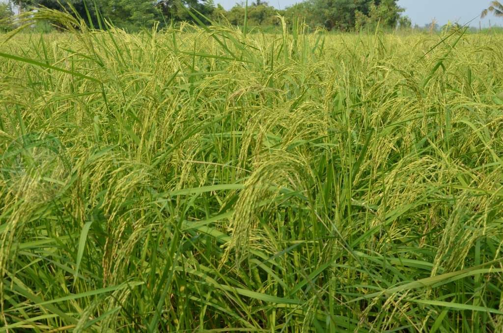 DSC_7861 - พลังเกษตร.com