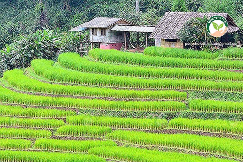เทคนิค ทำนาขั้นบันได และผลิตเมล็ดพันธุ์ จากศูนย์เมล็ดพันธุ์ข้าวจังหวัดพะเยา