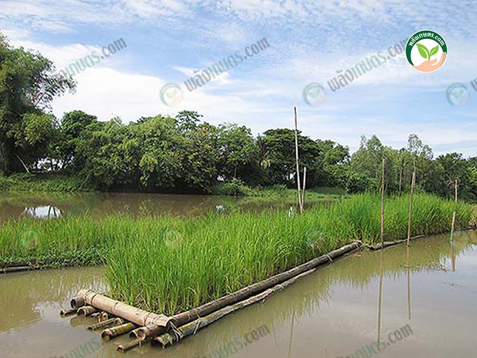 ทำนาลอยน้ำ ปลูกข้าวอินทรีย์ ต้นทุนต่ำ ใช้ผักตบชวาใส่ในแพเป็นวัสดุปลูกข้าว