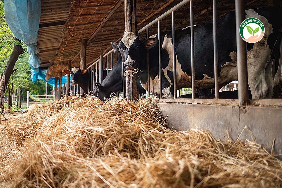 ฟาร์มโคนมบุญชู GAP แปลงทุกส่วนจาก “น้ำนม” เป็นเงิน อย่างน่าทึ่ง