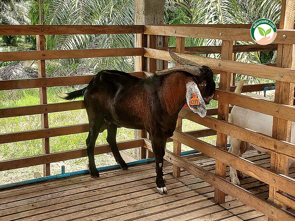 พ่อพันธุ์แองโกล นูเบียน (Anglo-Nubian ) - พลังเกษตร.com