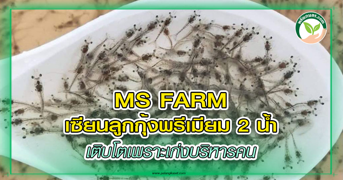 MS FARM เซียนลูกกุ้งพรีเมียม 2 น้ำ เติบโตเพราะเก่งบริหารคน