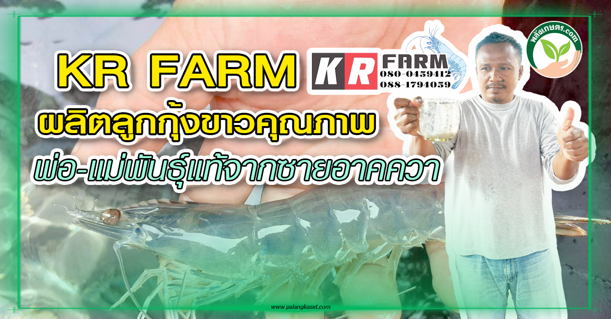 KR FARM ผลิตลูกกุ้งขาวคุณภาพ พ่อ-แม่พันธุ์แท้จากซายอาคควา